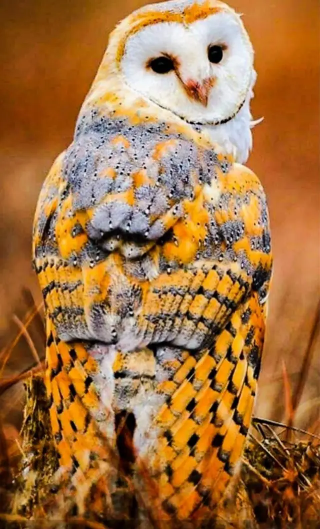 colorful Owl | Scrolller