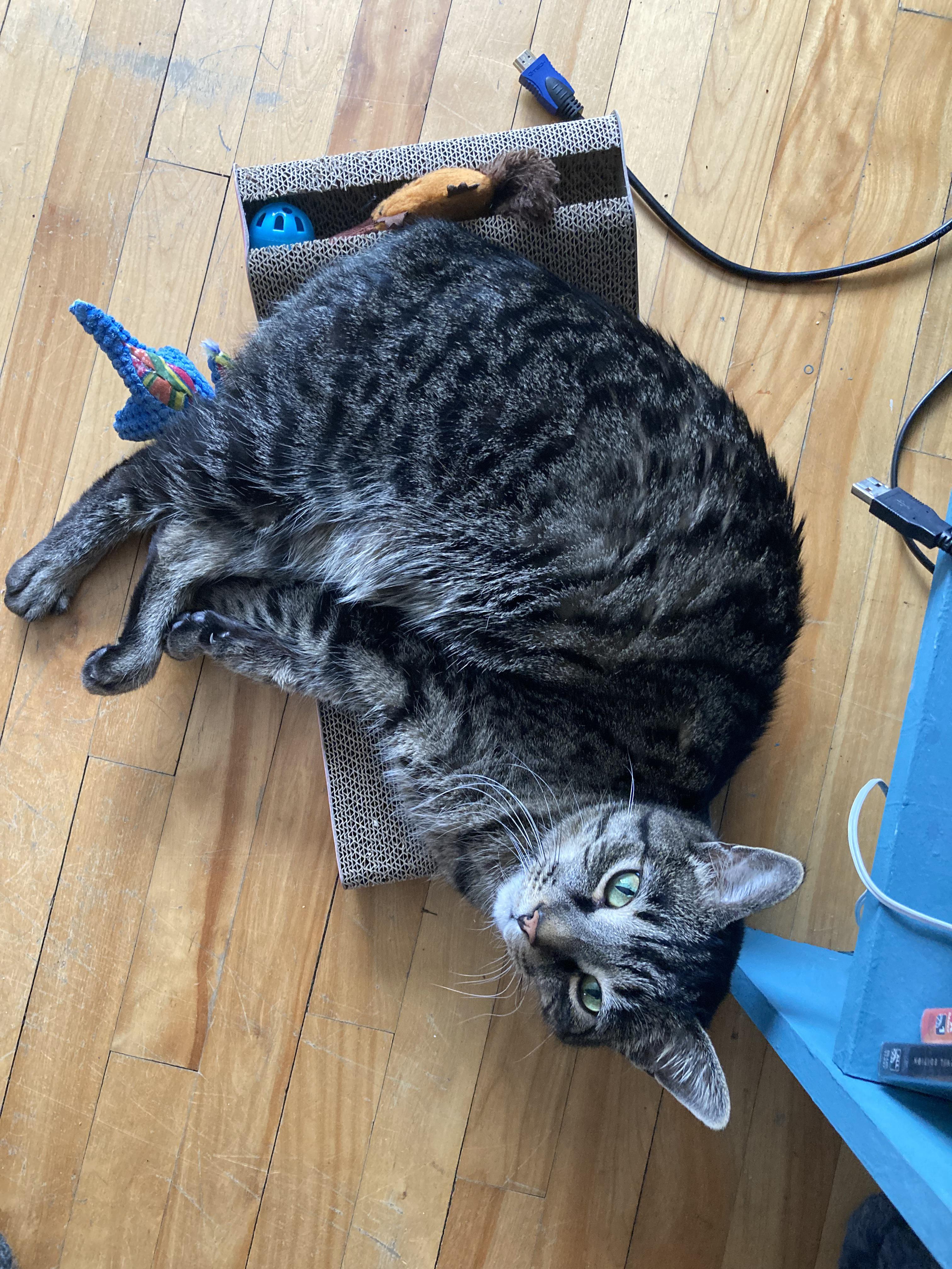 Scratchy bed | Scrolller