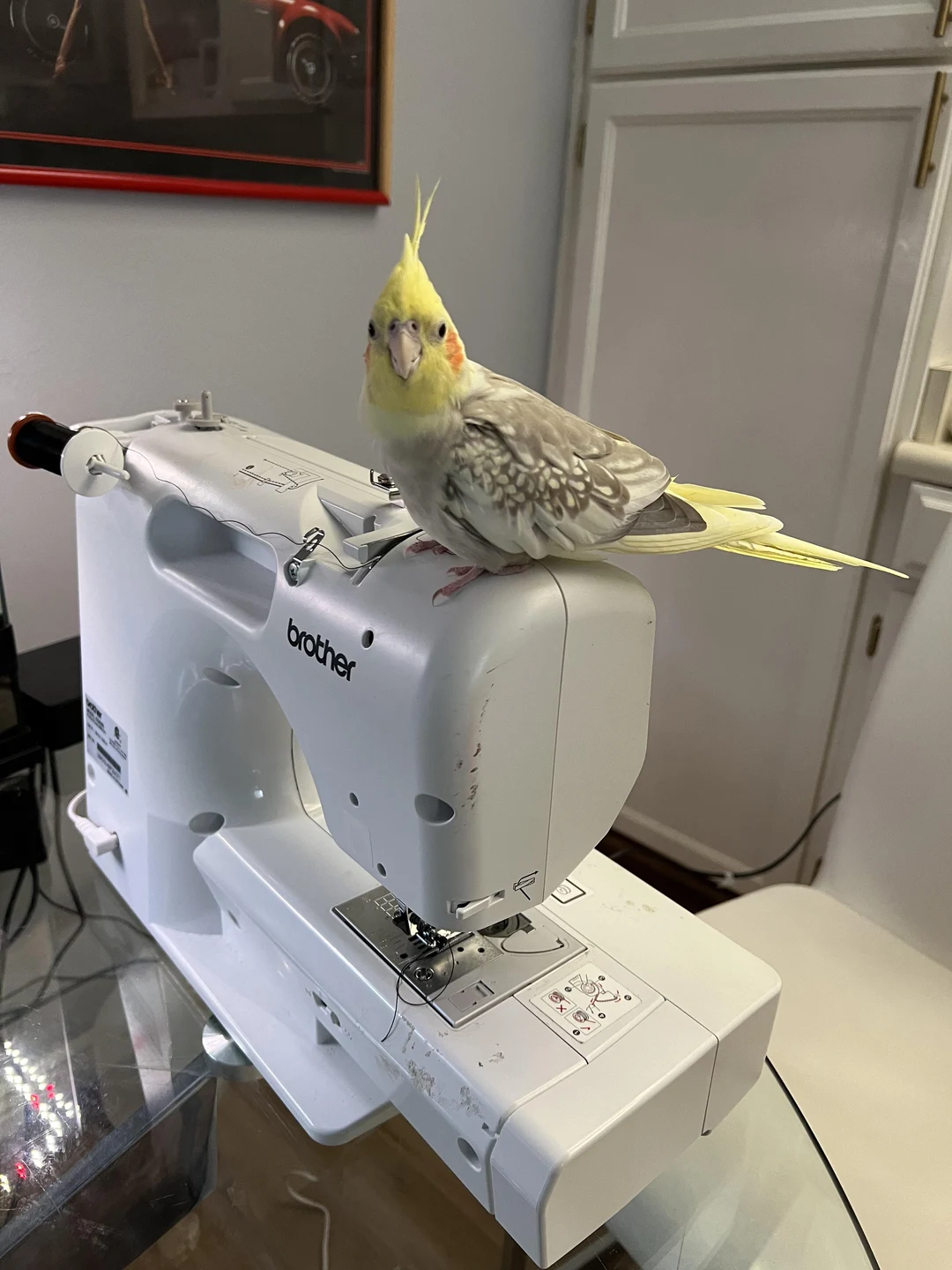 I told Frank instead of SCREAMING she needed to pick up a hobby. So she settled on sewing ...