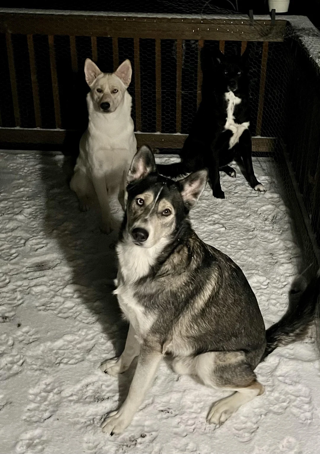 Under the Straits of Mackinaw Huskies | Scrolller