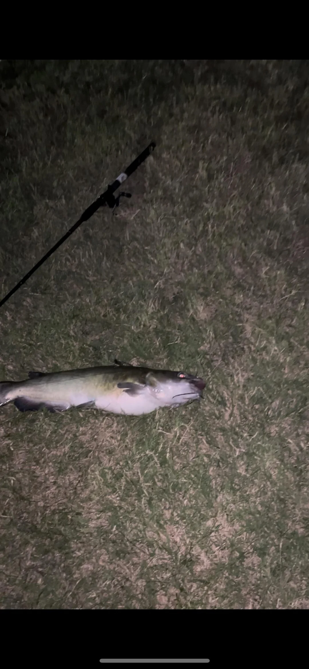 What type catfish is this??? | Scrolller