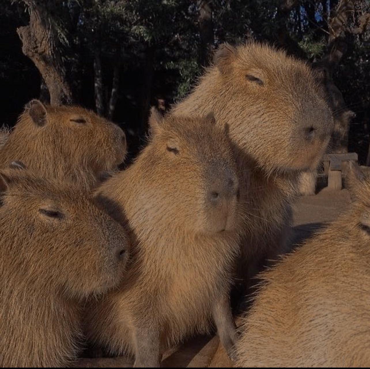 Sleepy capybaras | Scrolller