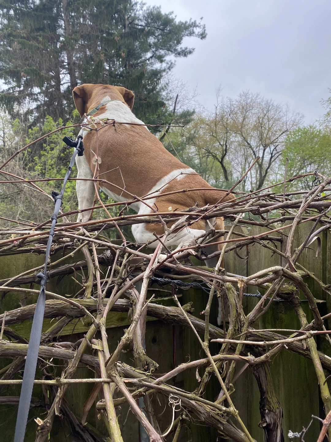 The one with the 7 foot fence | Scrolller