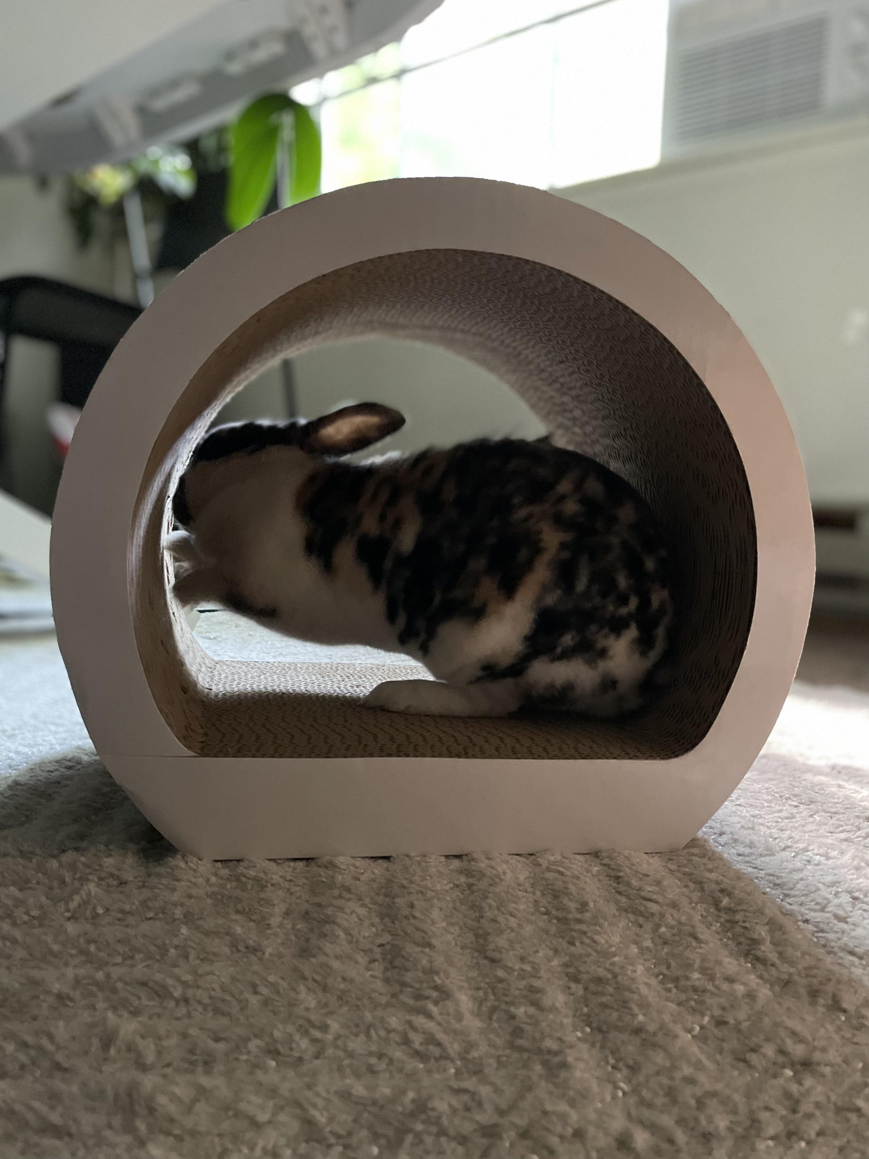 New bun scratcher for the bun buns | Scrolller