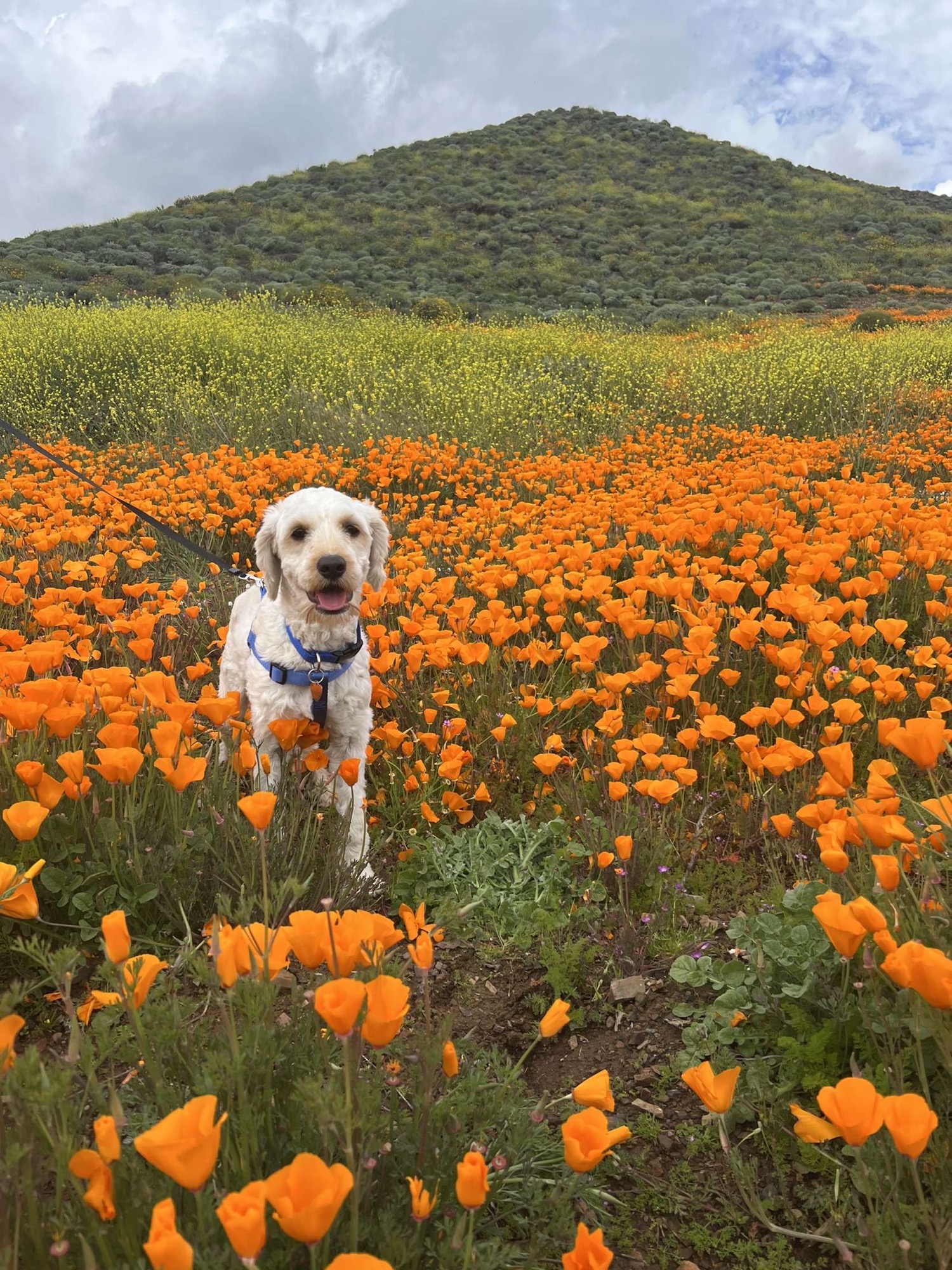 My rescue pupper | Scrolller