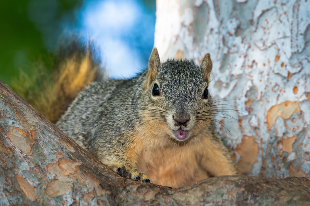 Super Happy Fun Time Squirrel | Scrolller