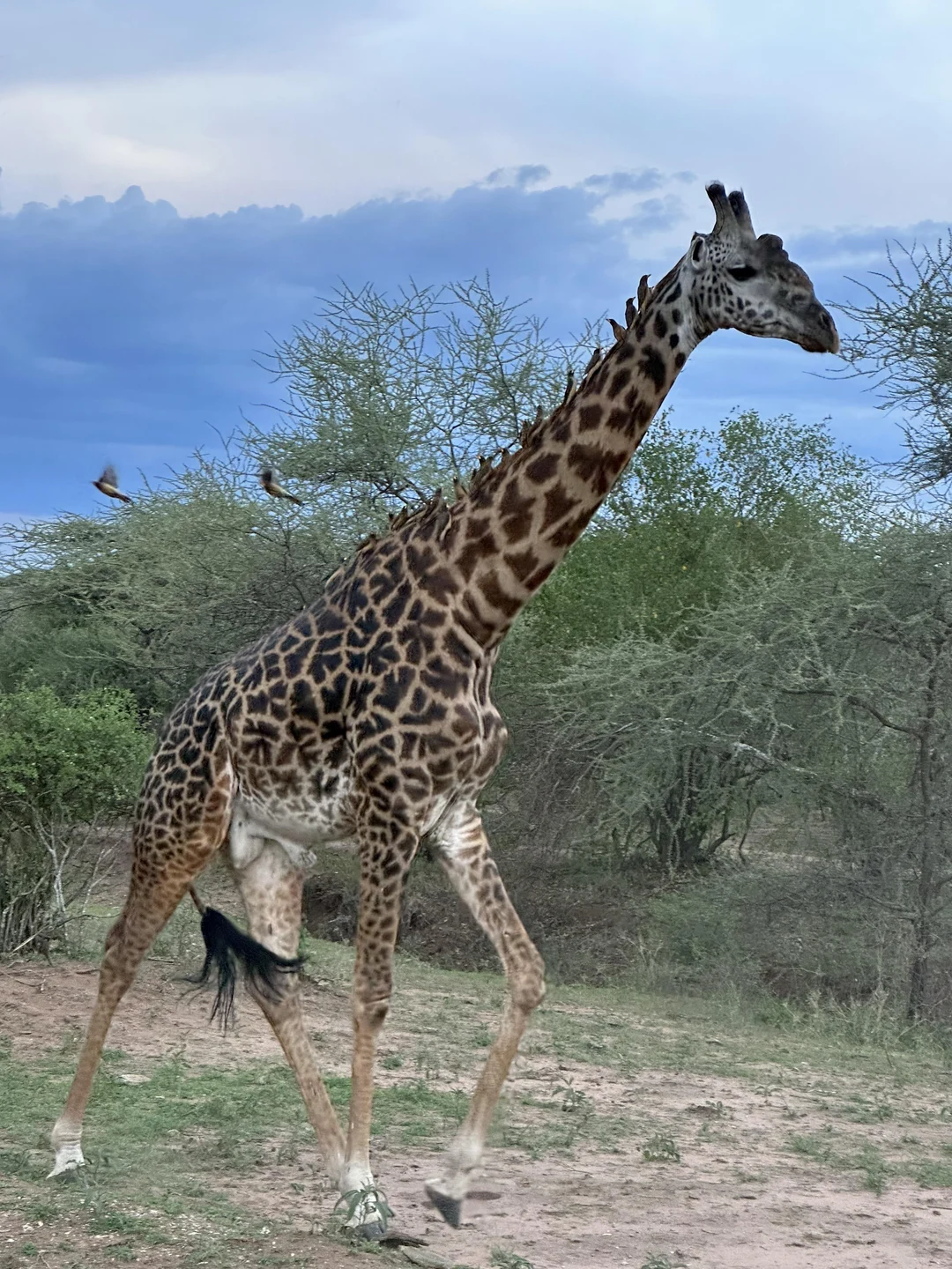 A big guy and his tick removal team in Serengeti Tanzania | Scrolller