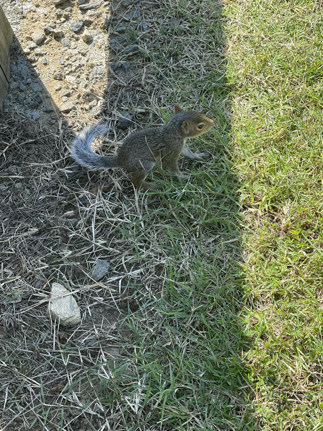Young squirrel | Scrolller