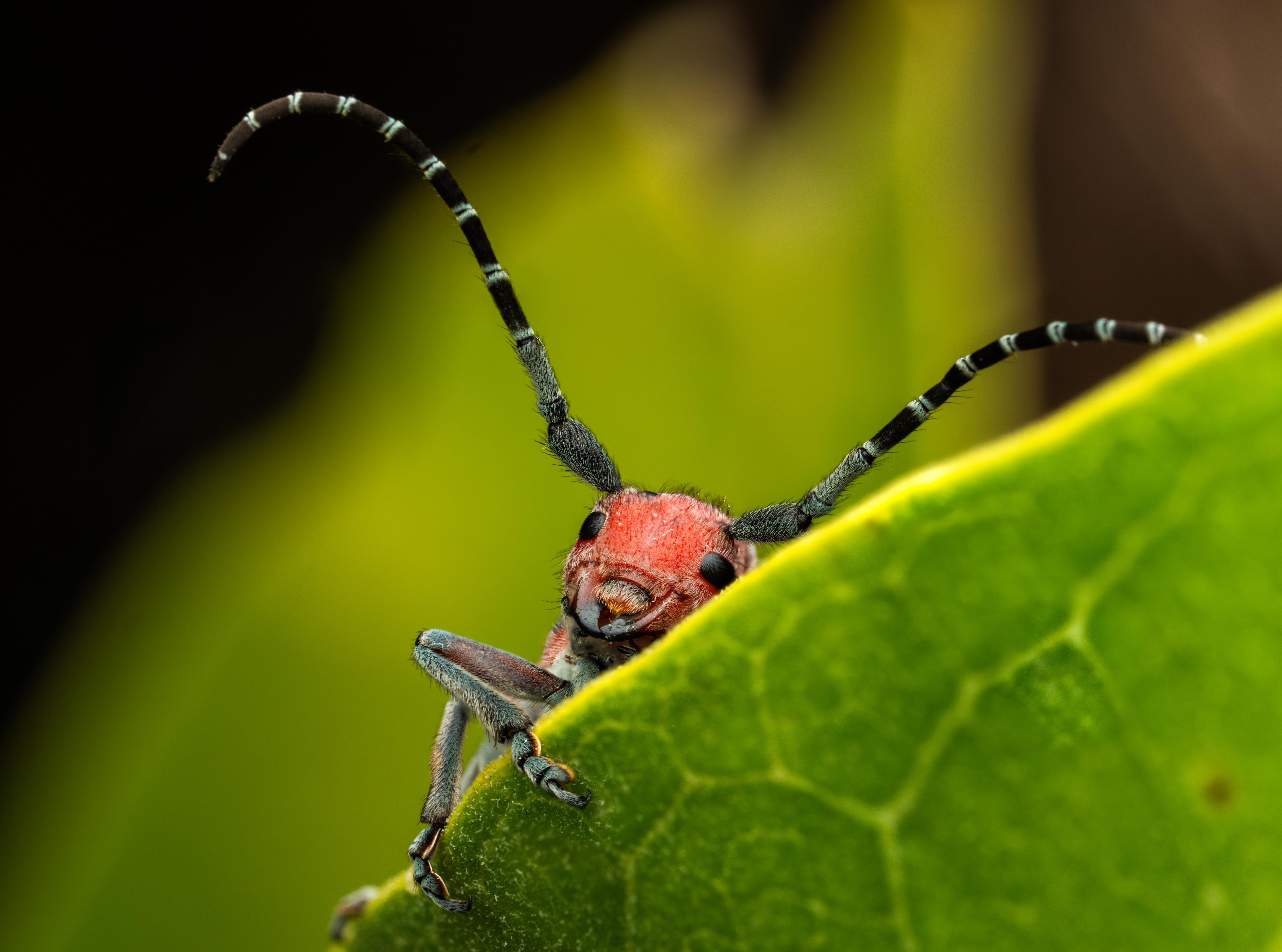 Longhorn Beetle | Scrolller