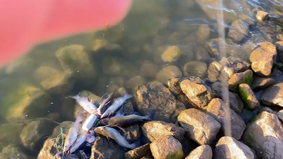 Texas springtime riprap catfishing. Fast action! | Scrolller