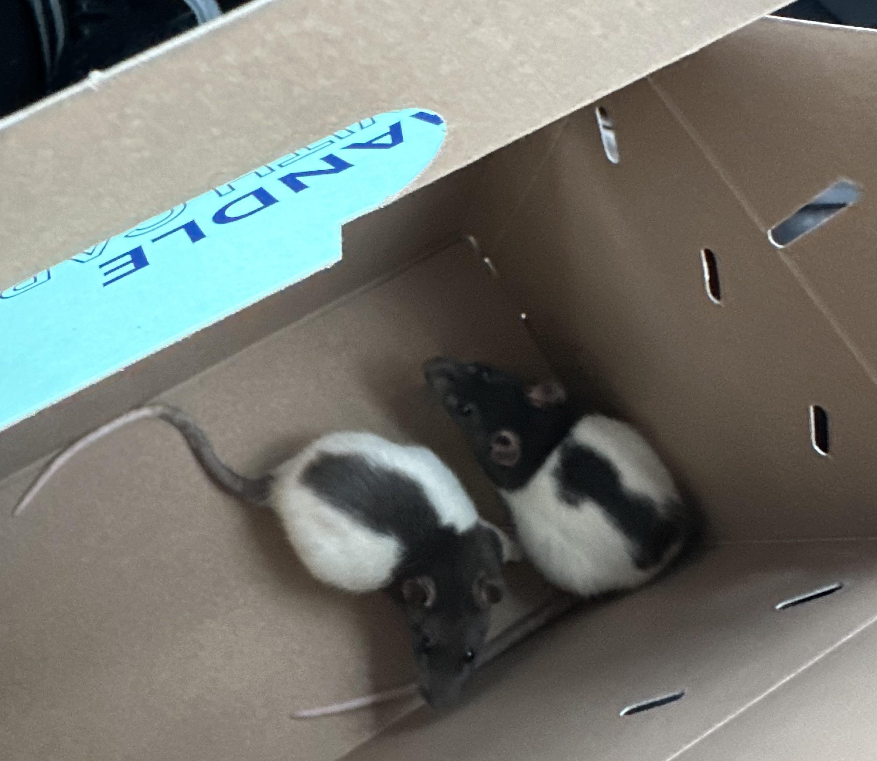 Finally got my dream babies! | Scrolller