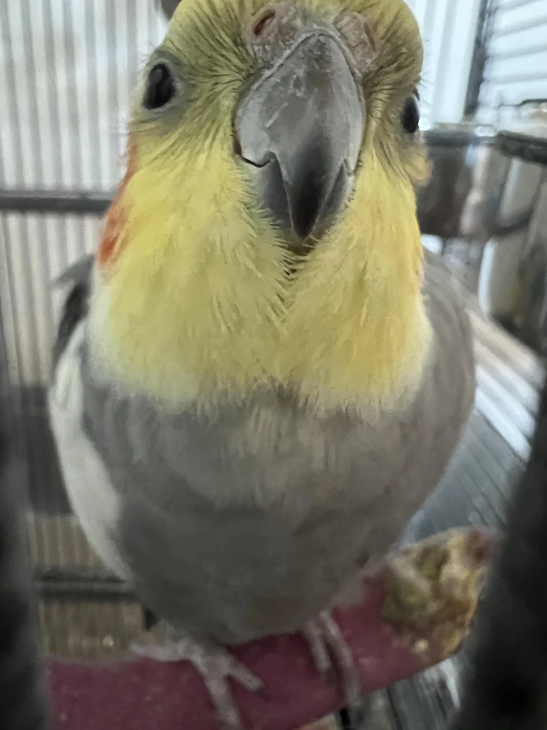 Mr. Snow says henlo! | Scrolller