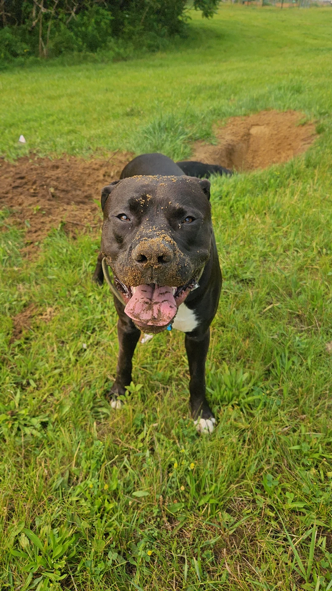 Muddy boy Opa say hi | Scrolller