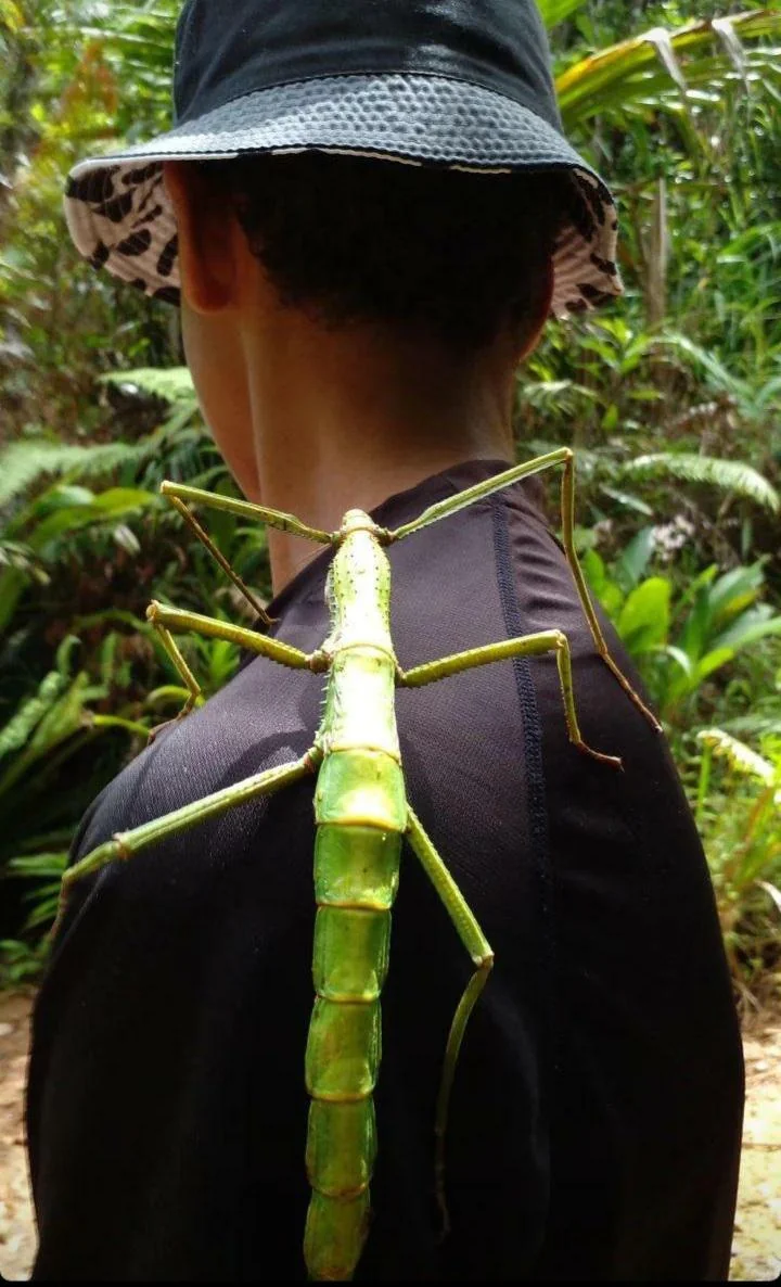 Giant Stick insect - Hermarchus apollonius, Fiji. | Scrolller
