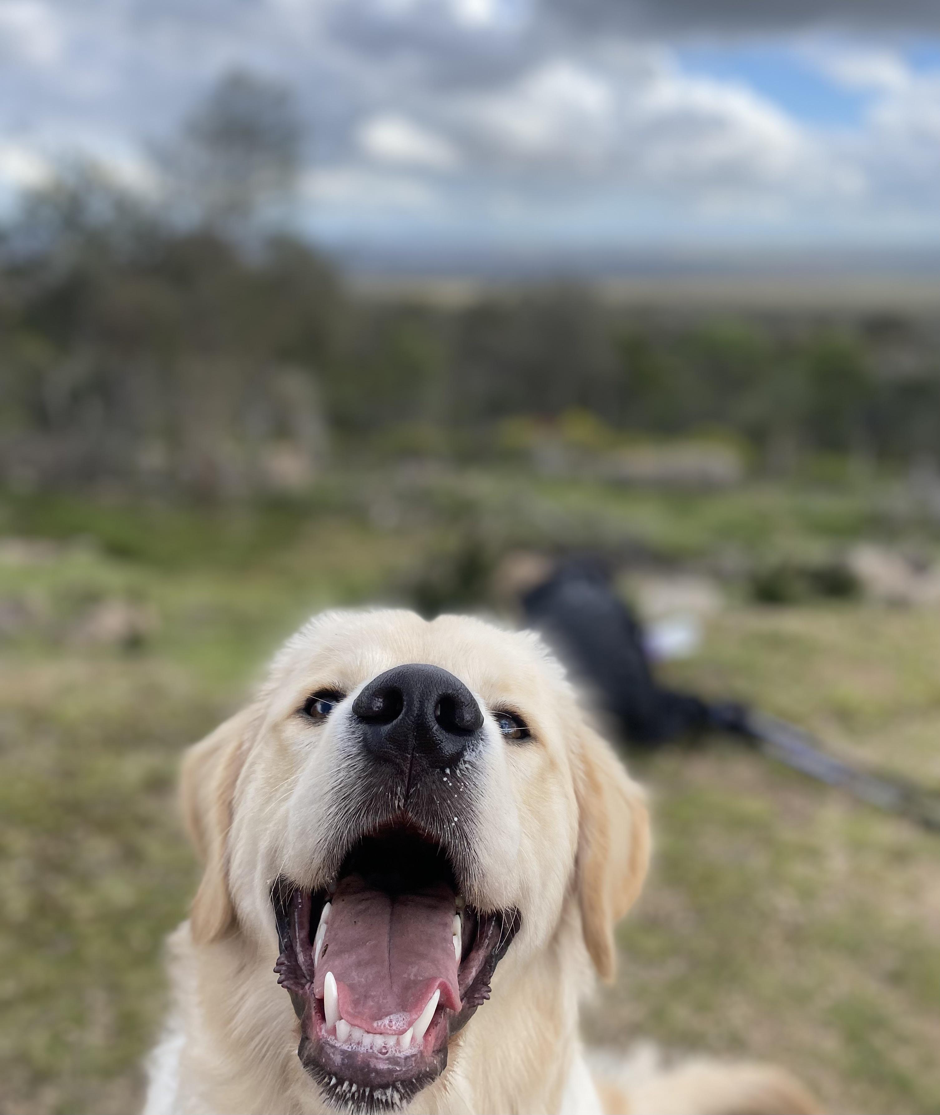 Meet Walter | Scrolller