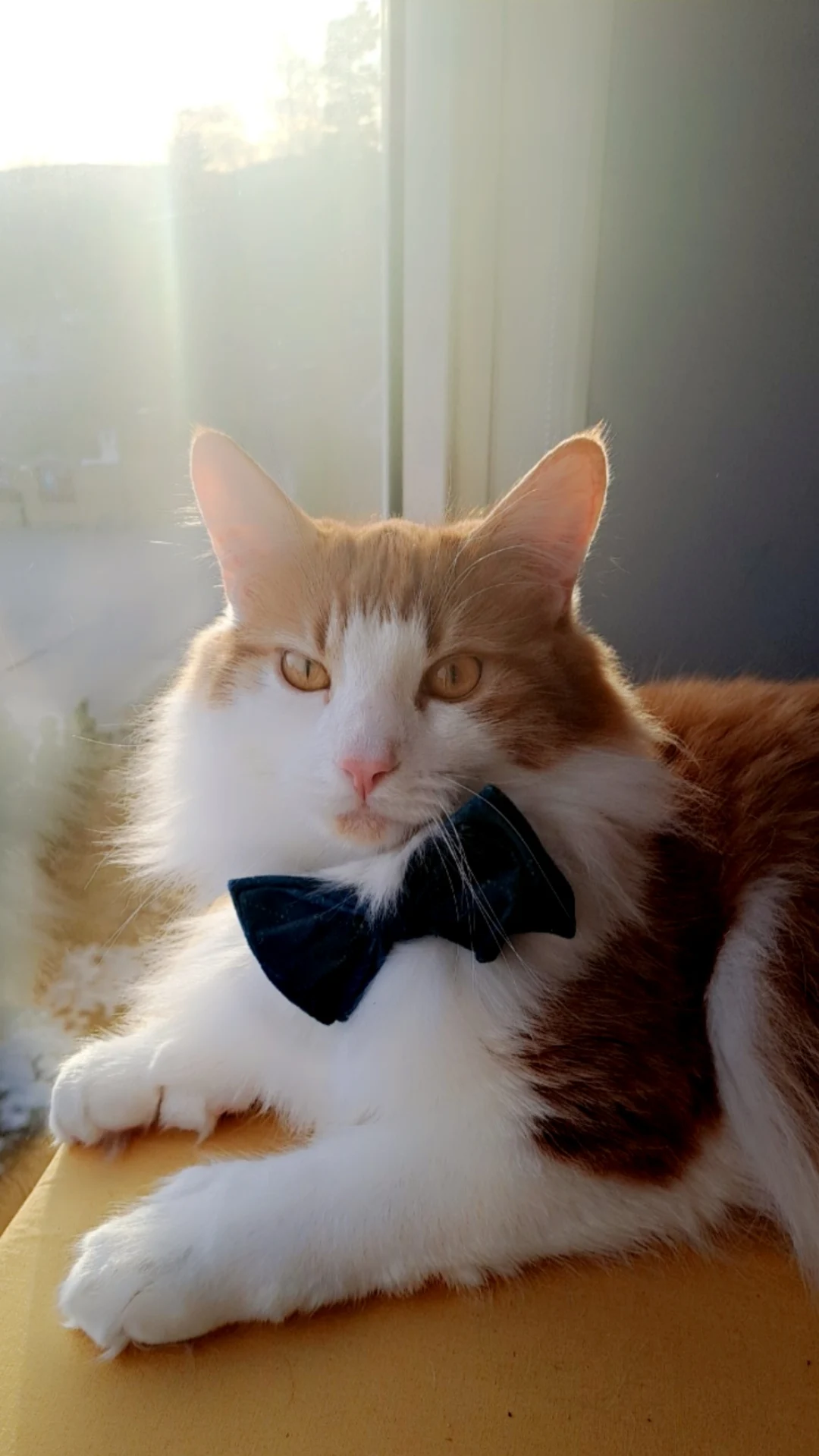 Dr. Cat: Bow ties are cool | Scrolller
