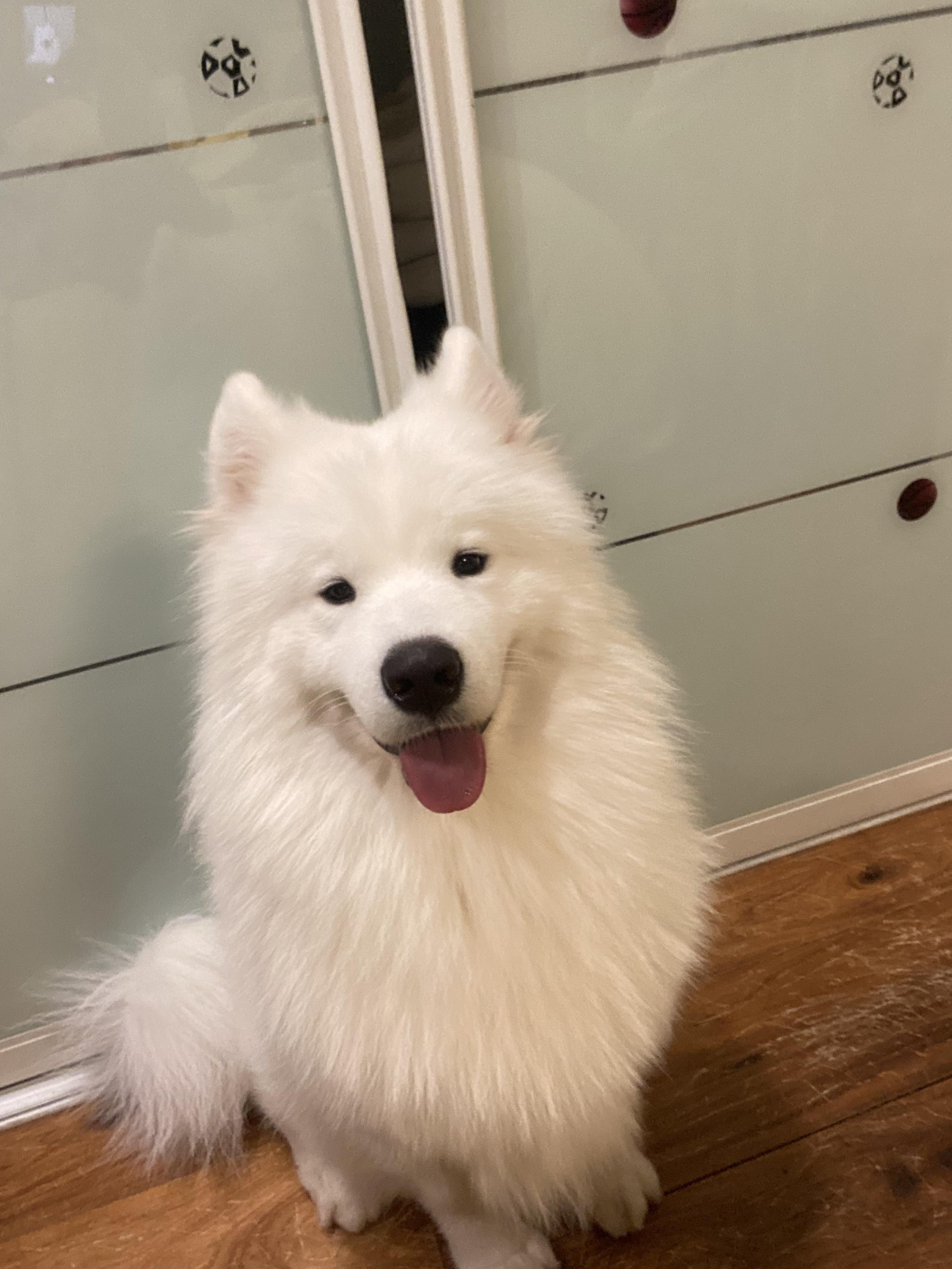 Hallo hoomans | Scrolller