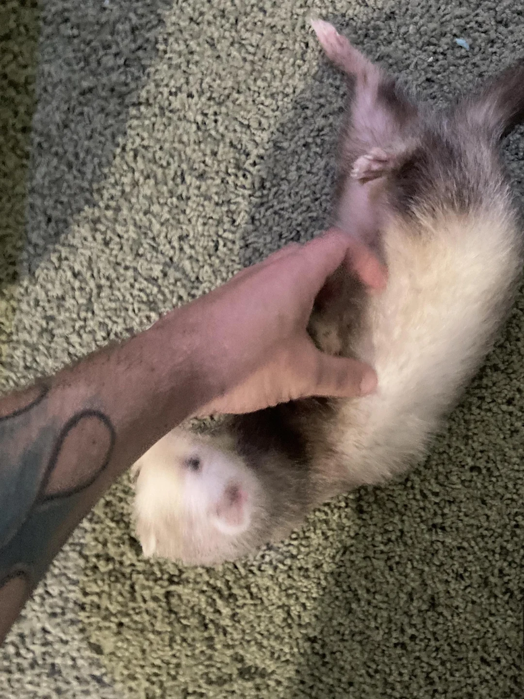 Please scratch the belly | Scrolller