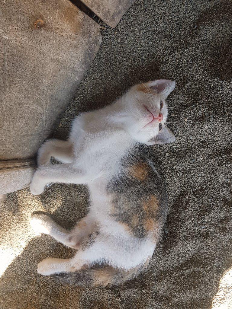 meet chonk, he likes sand | Scrolller