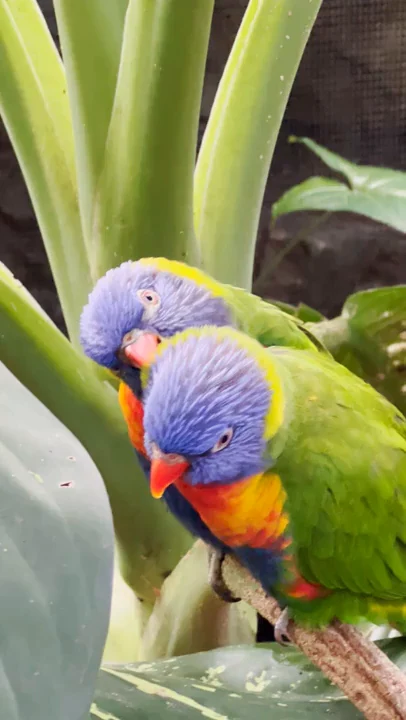 Rainbow Lorikeets in Cairns Australia (OC) | Scrolller