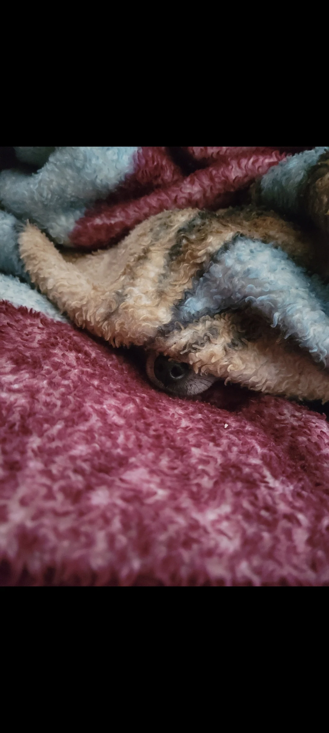 Something wet poked out from under the burrow of covers. Boop the snoot? | Scrolller