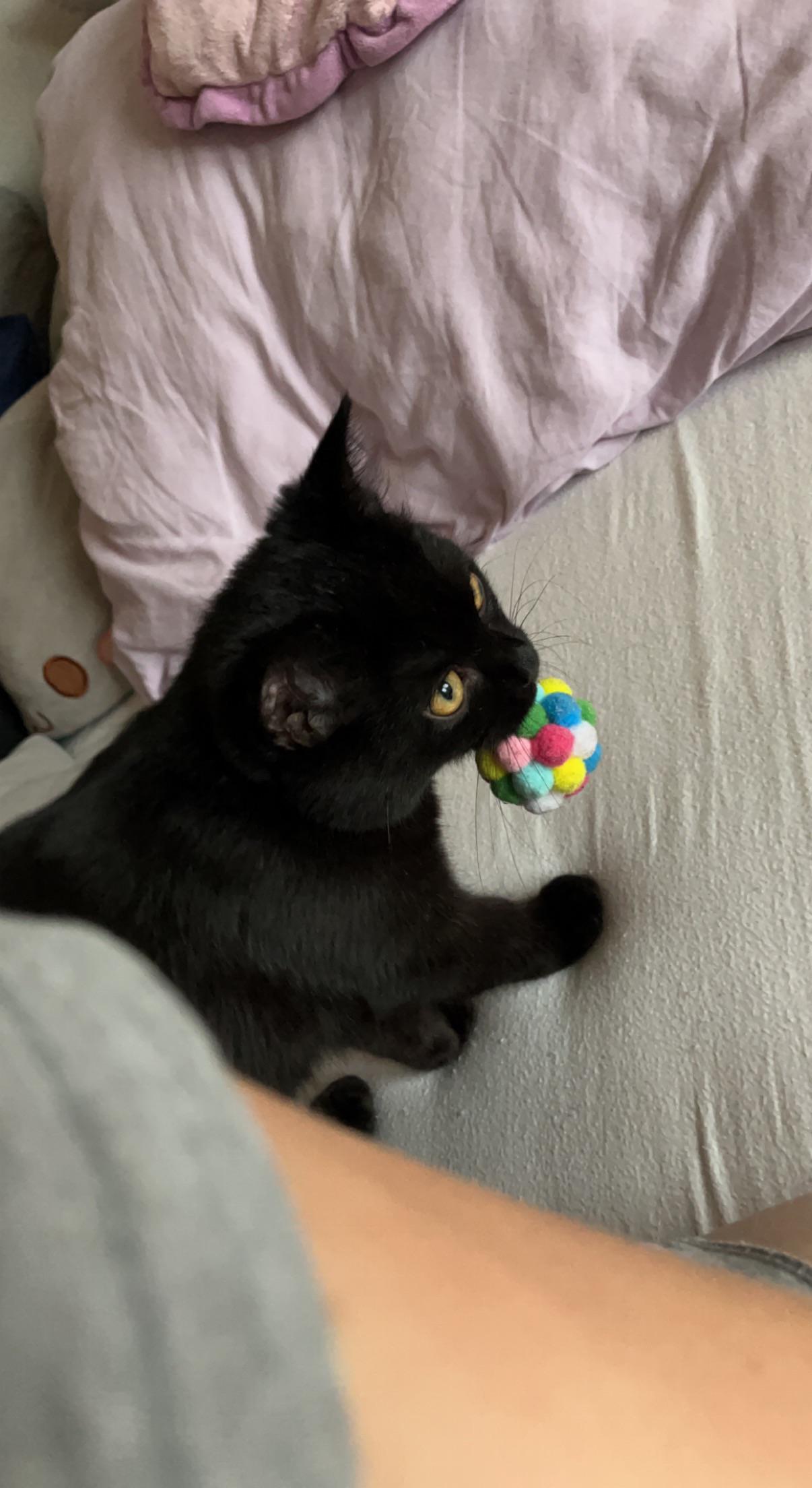 She knows how to play fetch | Scrolller