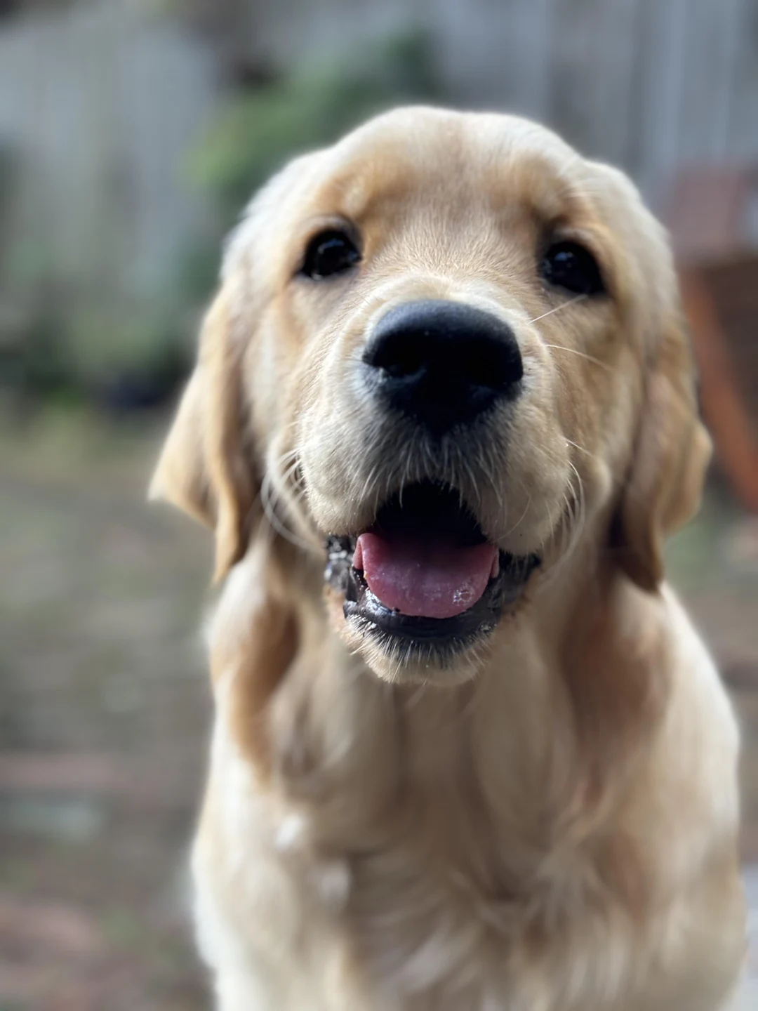 Puppy smiles all round | Scrolller