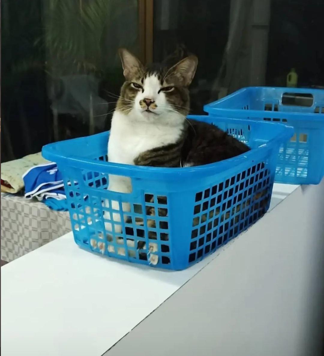 THIS IS MY BASKET ! 😆 | Scrolller