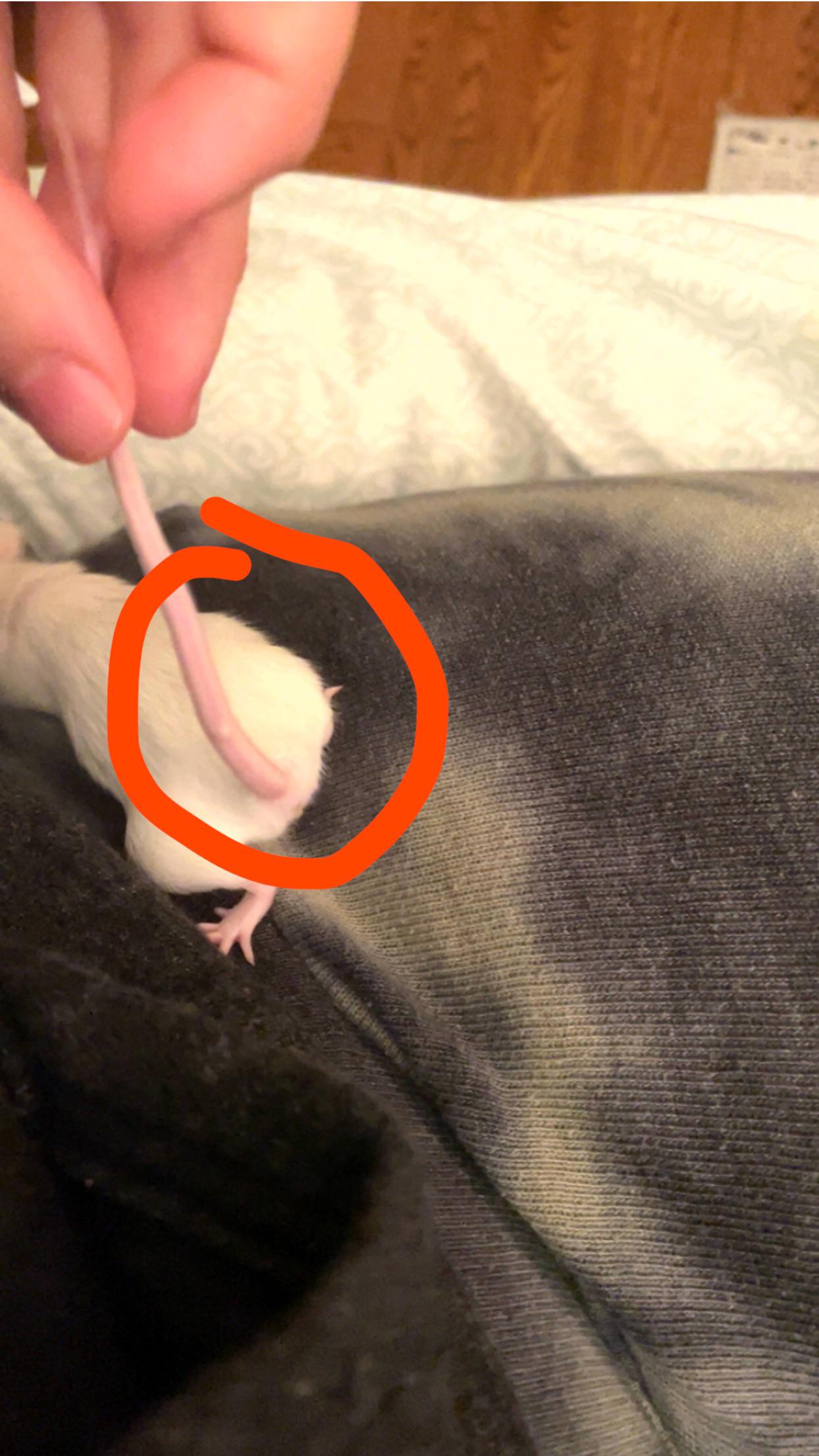 Small white lump on tail | Scrolller