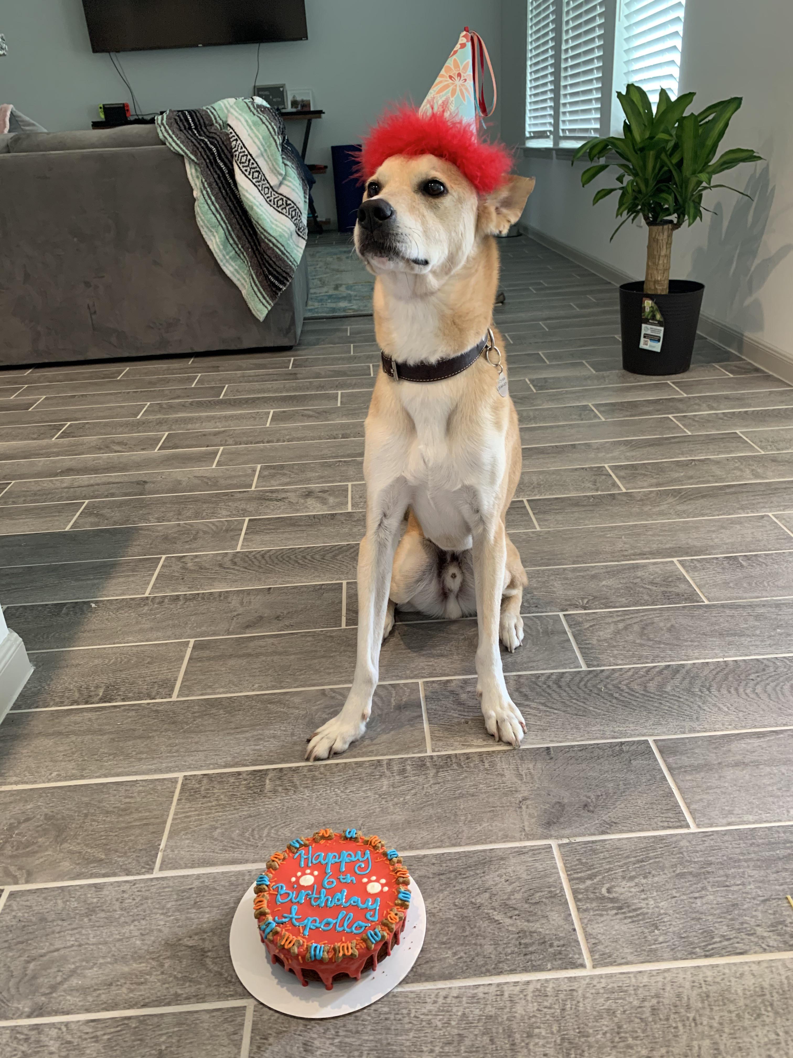 Apollo’s 6th 🎉 | Scrolller