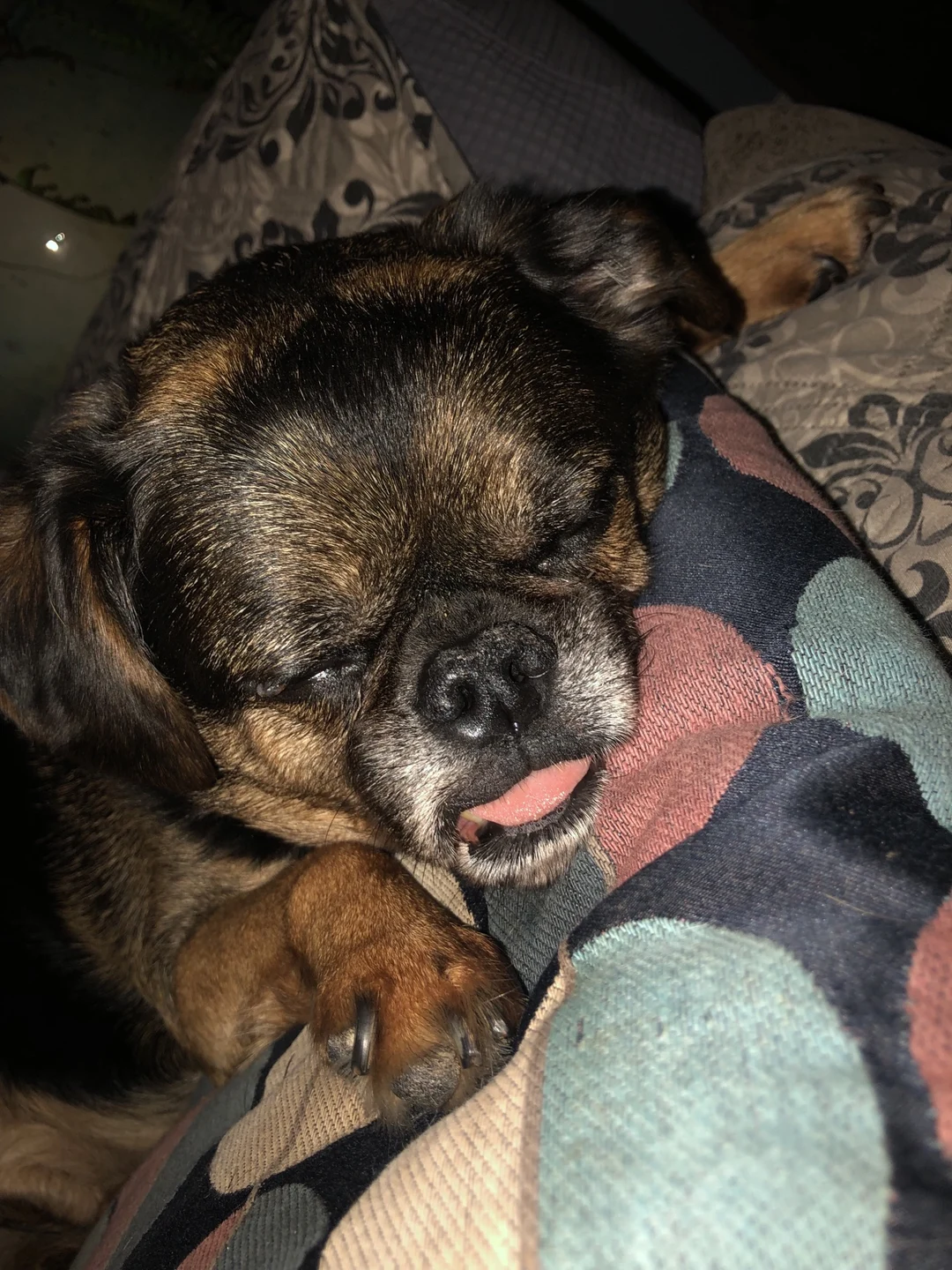 My old sleepy buddy Karl | Scrolller