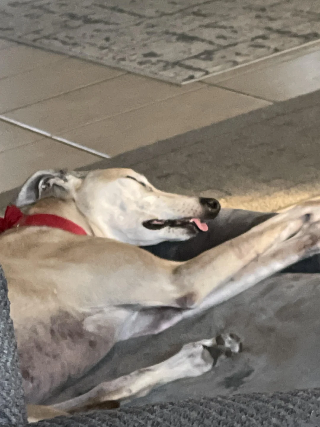 Libby’s TOT is just for you, Reddit! | Scrolller