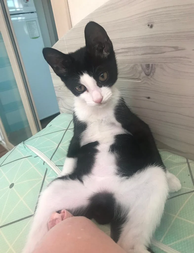 My boy back in 2019. He grew into his ears. | Scrolller