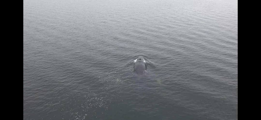 Can anyone identify this whale species? | Scrolller