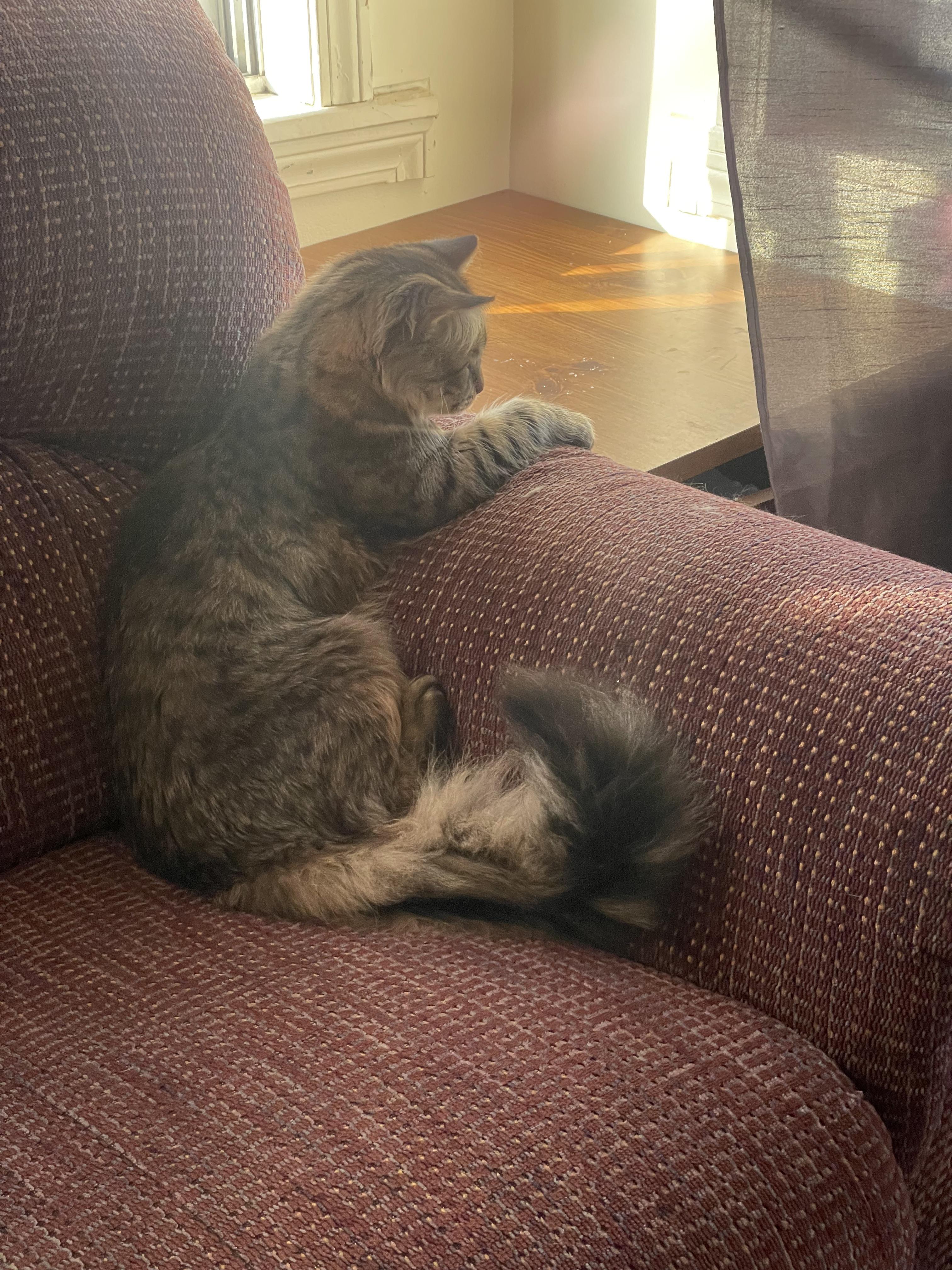 Apollo - The Great Wise Kitty | Scrolller