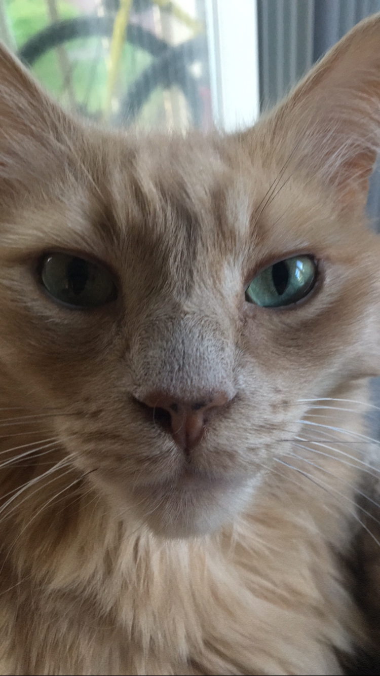 My house lion | Scrolller