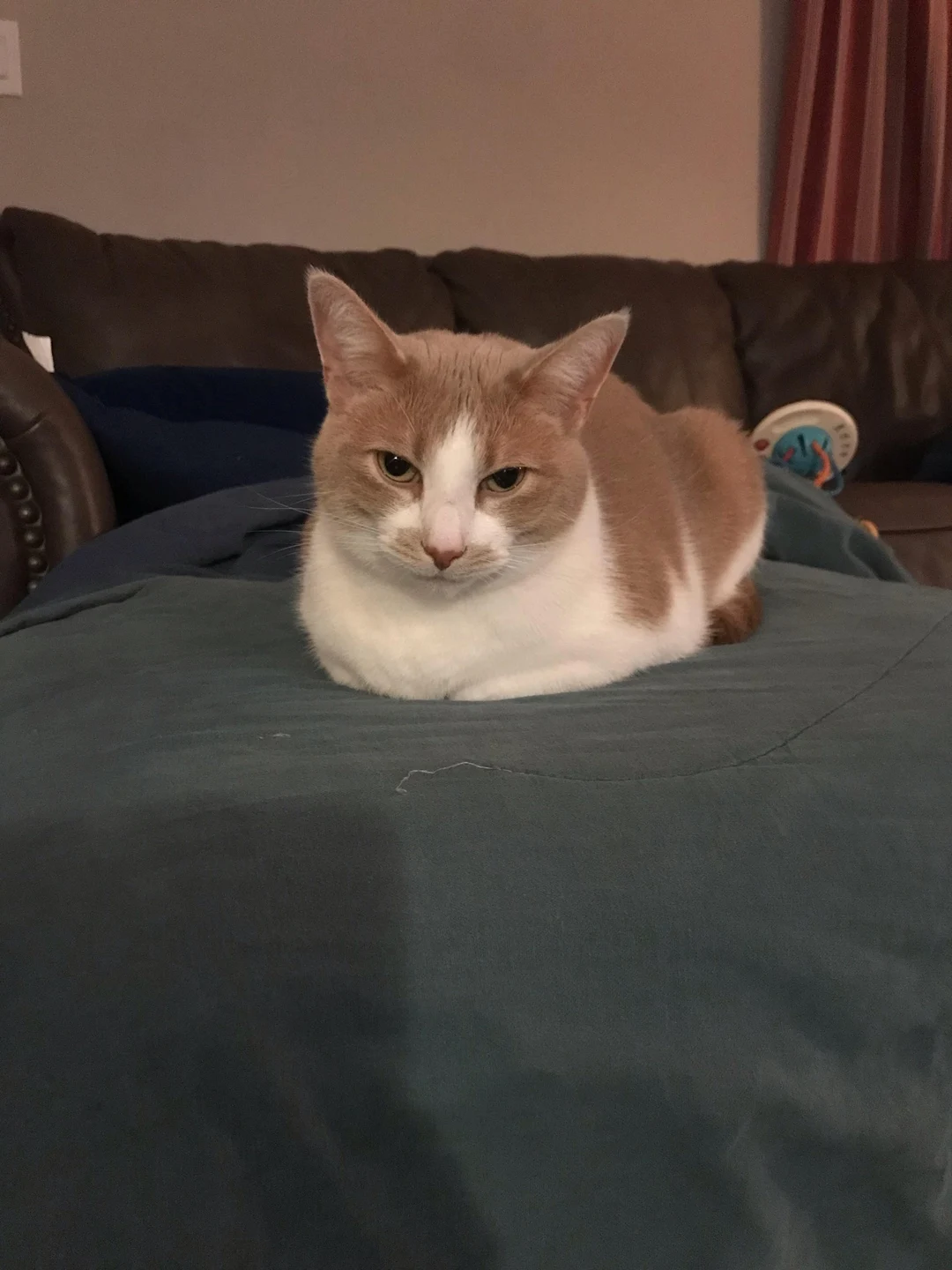 A proper blonde loaf | Scrolller
