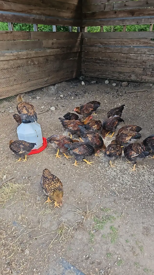 Is there such a thing as too chill of a rooster? | Scrolller