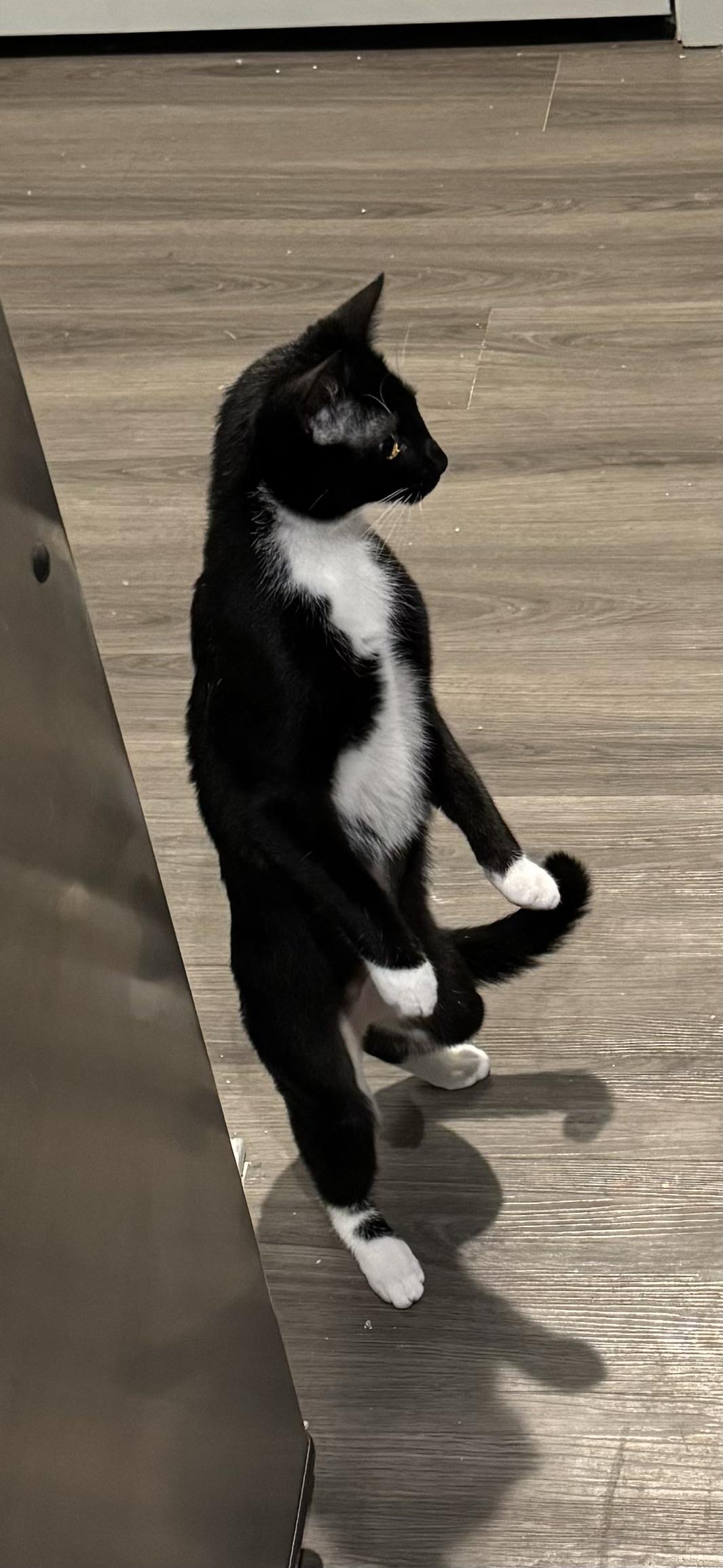 this is the “did you just see what i saw” stance | Scrolller