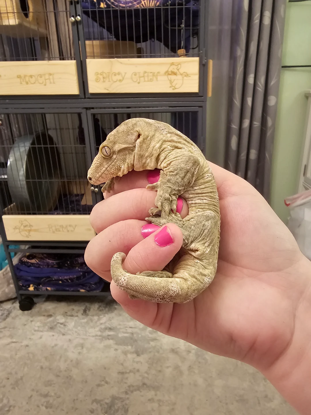 Kiwi grows bigger everyday! | Scrolller