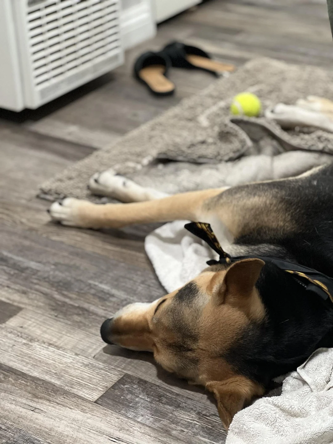 Vivo the Golden Shepherd | Scrolller