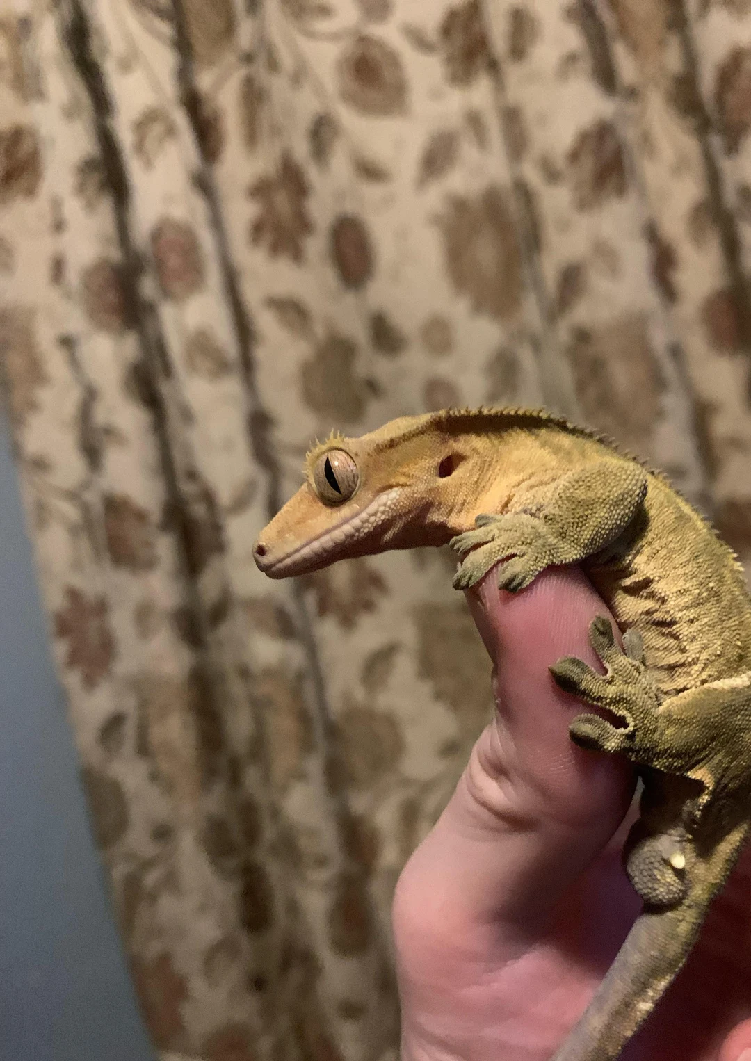 Jeffrey Springer | Scrolller