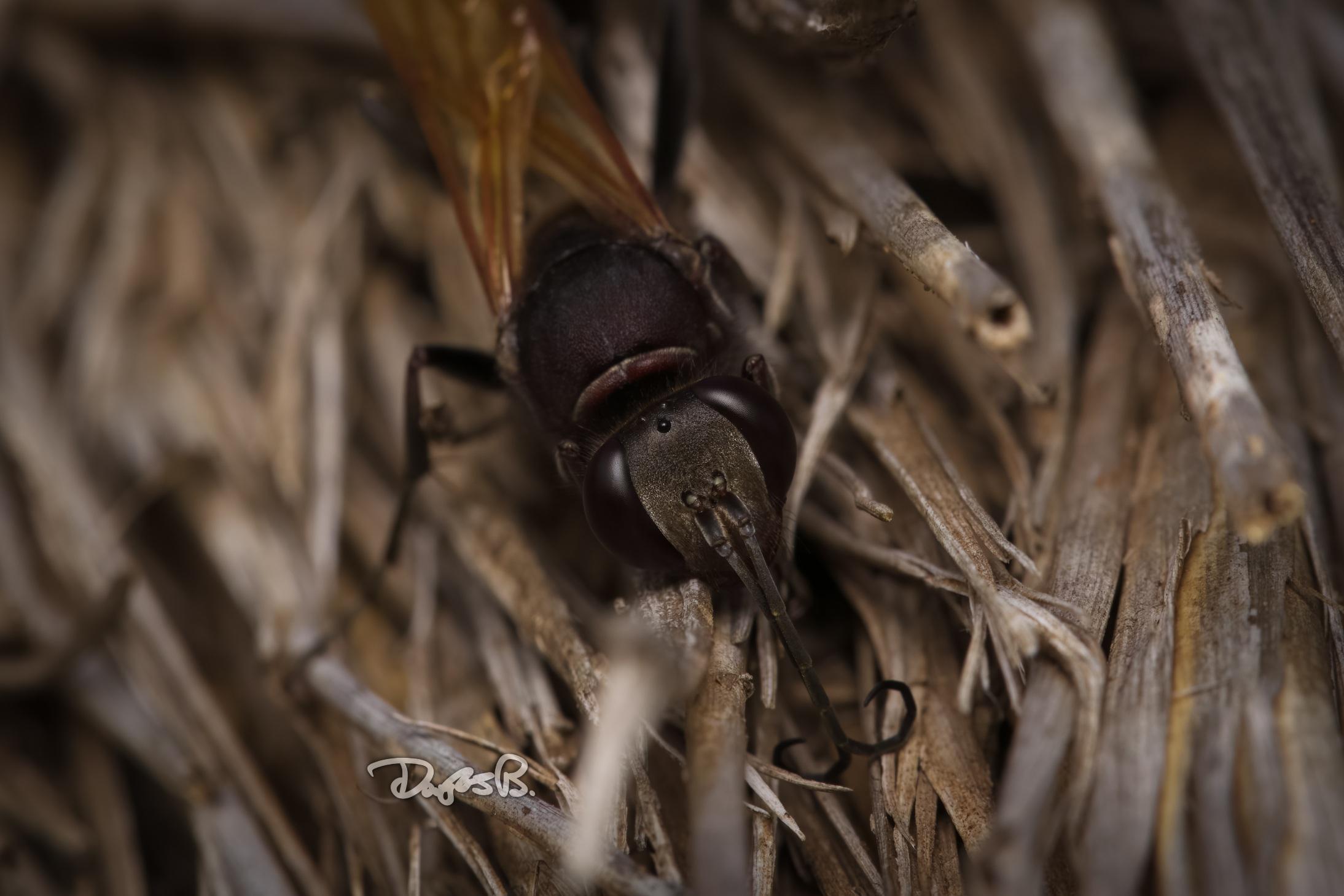 Paper Wasp [OC] | Scrolller
