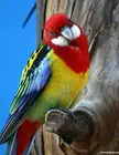 This Cute Eastern Rosella Parrot 🦜 | Scrolller