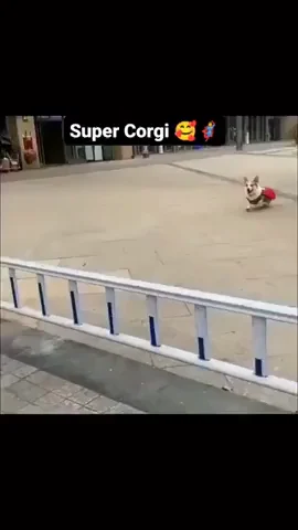 Super Corgi. | Scrolller