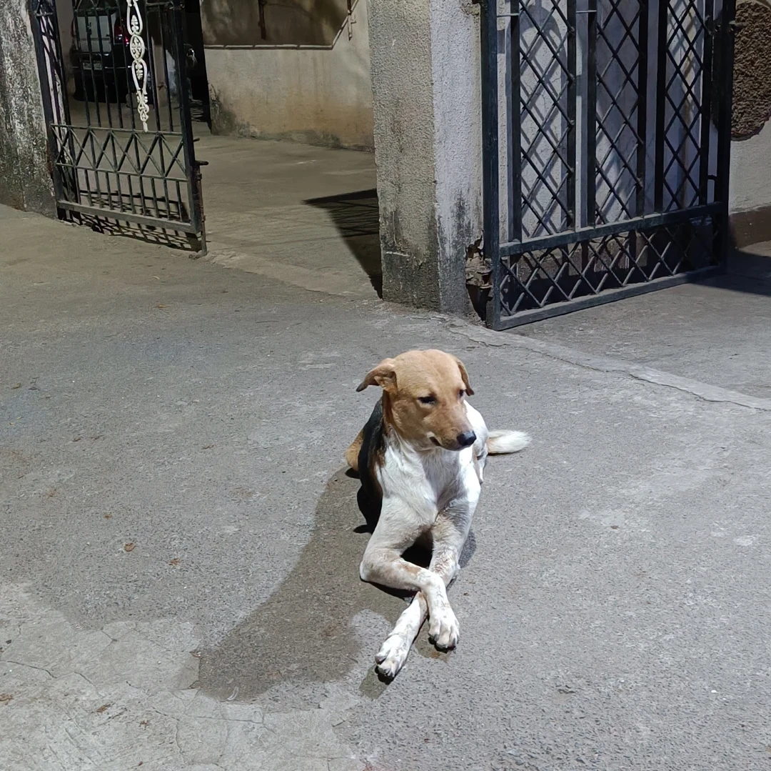 A Distinguished Gentleman | Scrolller