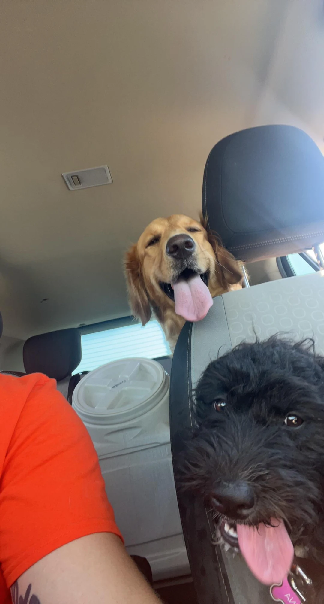 My 2 Crazy girls. Golden retriever and Golden doodle. | Scrolller