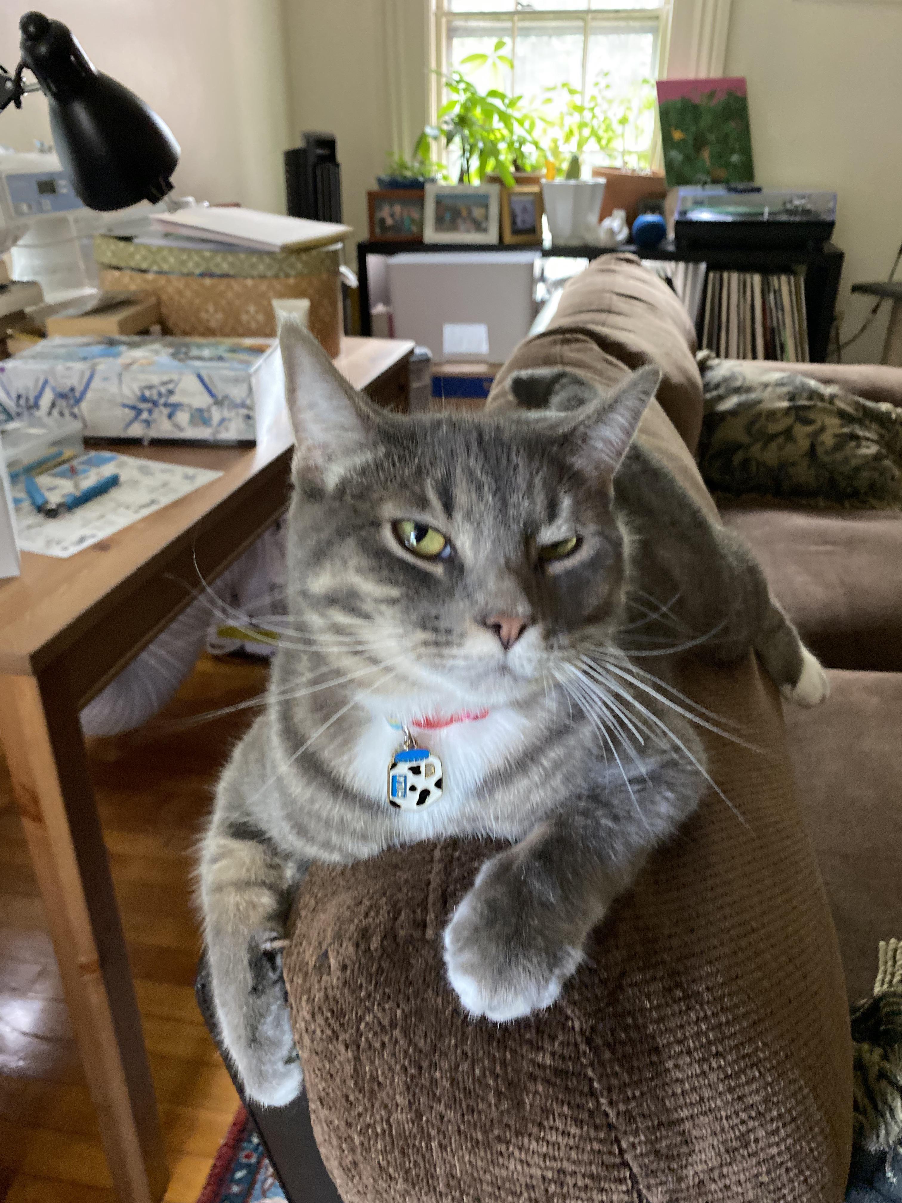 Always giving the fucking stink eye | Scrolller