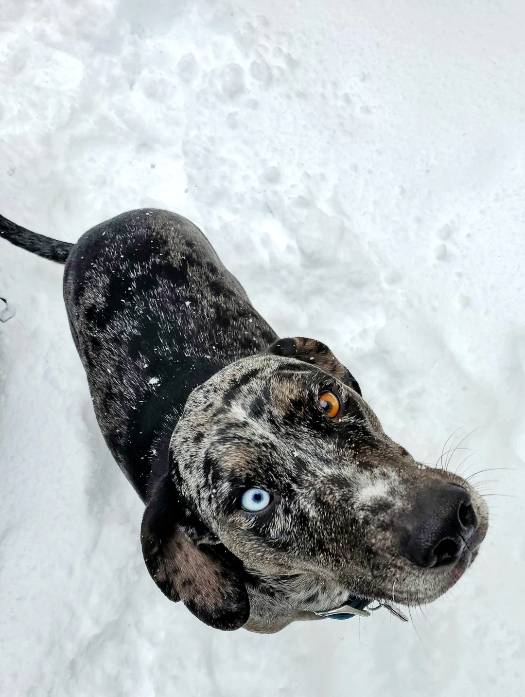 Ziggy Stardust in the snowy snow | Scrolller