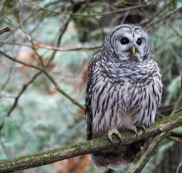 beautiful barred owl | Scrolller